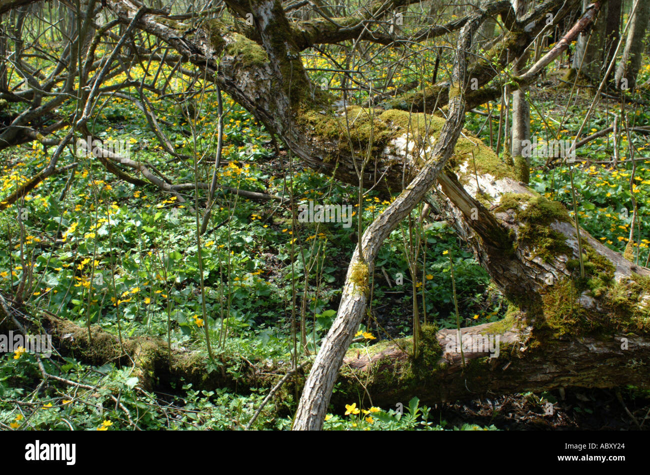 Fresh green vegetation in spring season time on Tarcau River Valley ...
