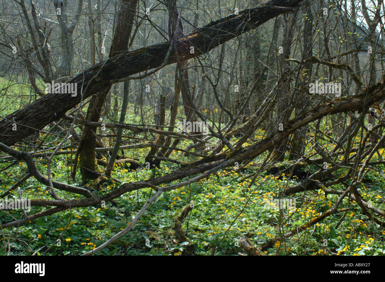 Fresh green vegetation in spring season time on Tarcau River Valley ...