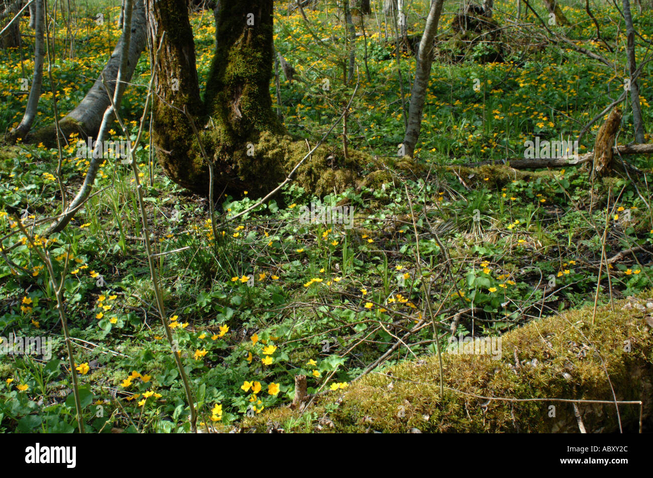 Fresh green vegetation in spring season time on Tarcau River Valley ...