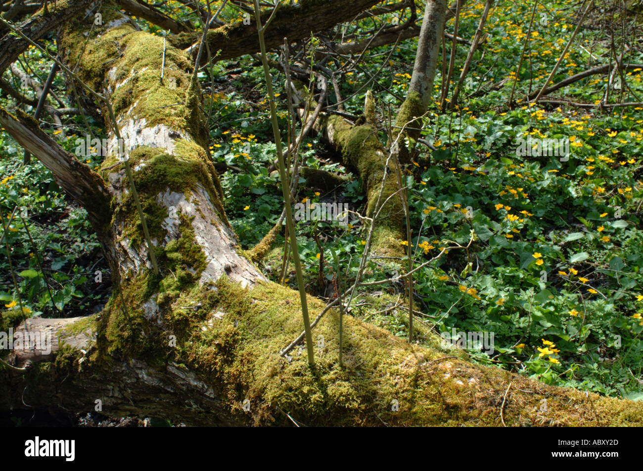 Fresh green vegetation in spring season time on Tarcau River Valley ...
