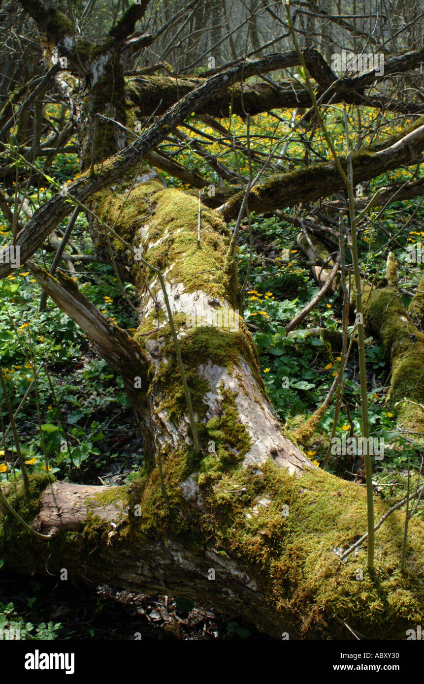 Fresh green vegetation in spring season time on Tarcau River Valley ...