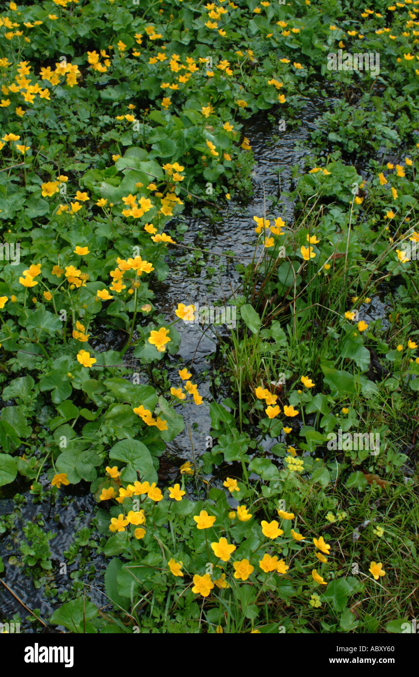 Fresh green vegetation in spring season time on Tarcau River Valley ...