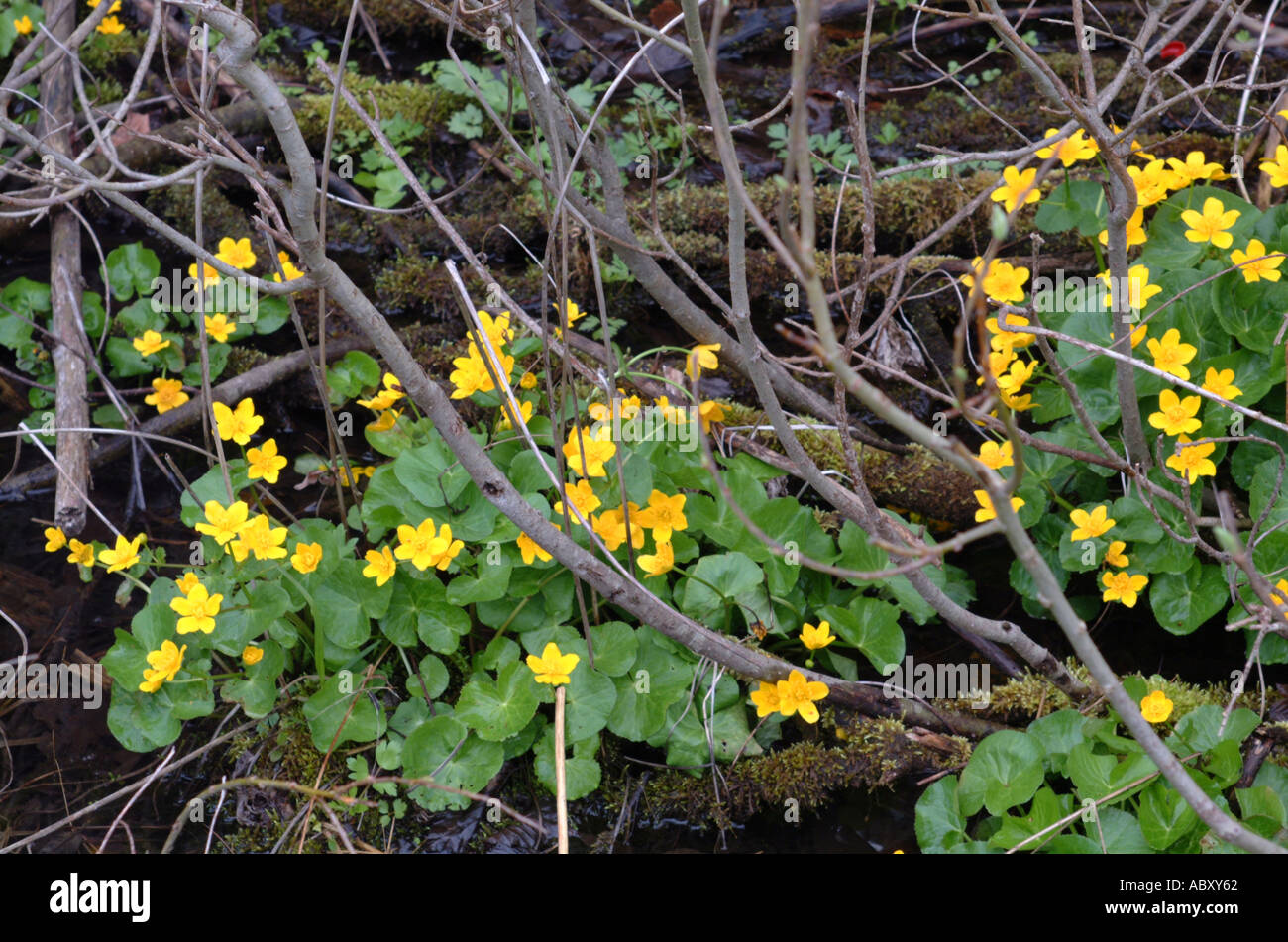 Fresh green vegetation in spring season time on Tarcau River Valley ...