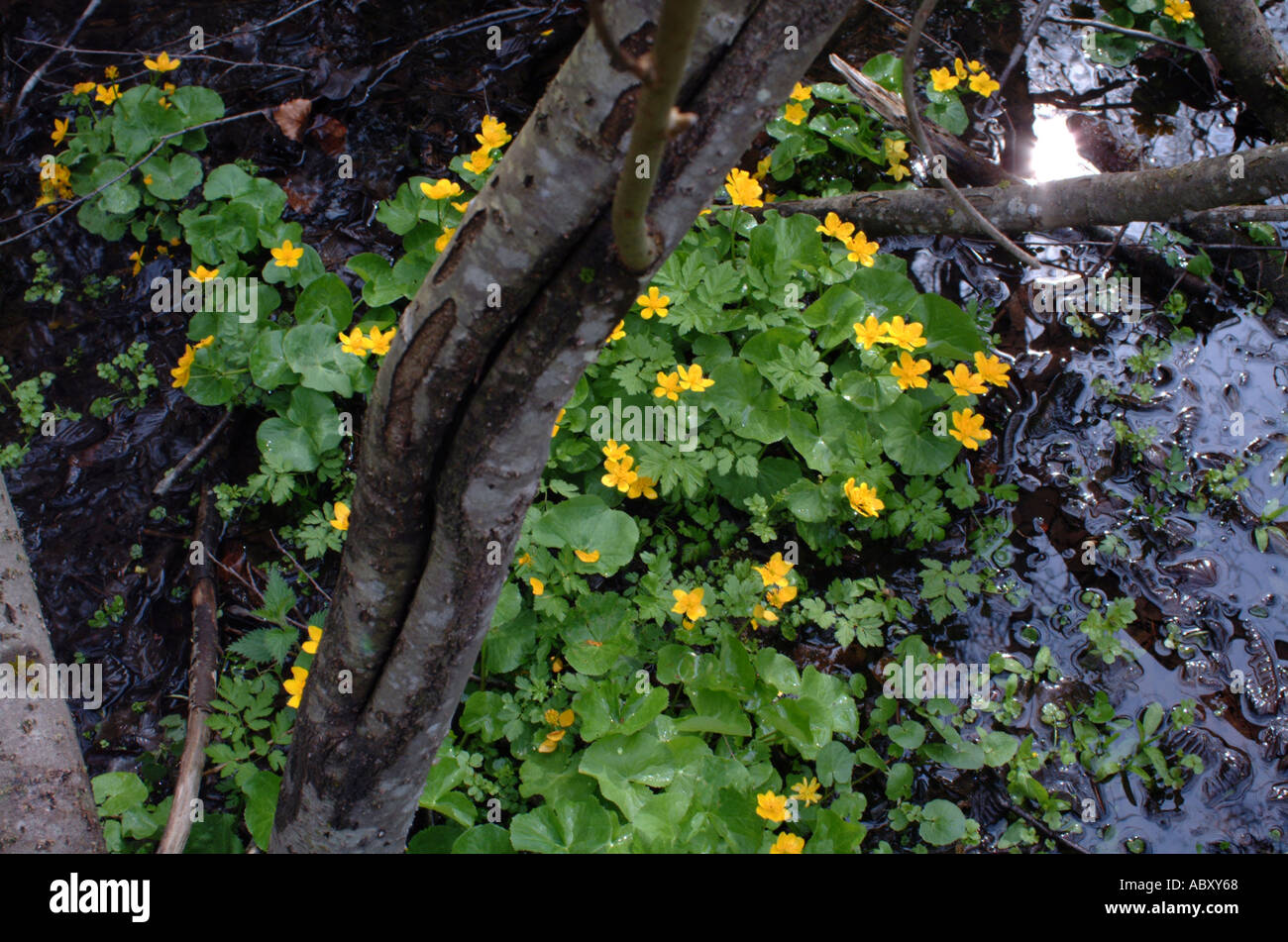 Fresh green vegetation in spring season time on Tarcau River Valley ...
