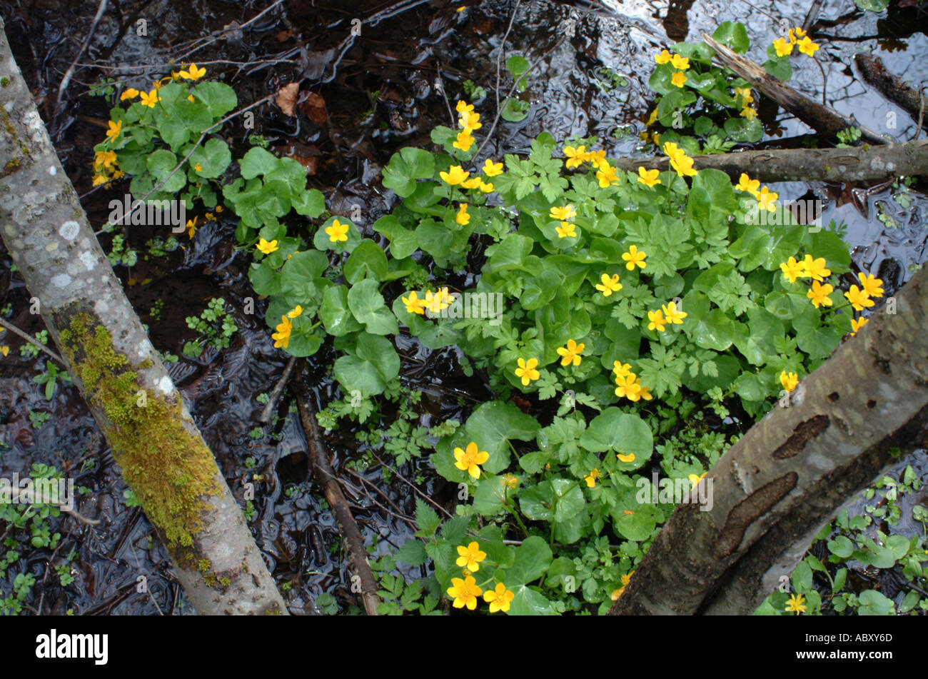 Fresh green vegetation in spring season time on Tarcau River Valley ...