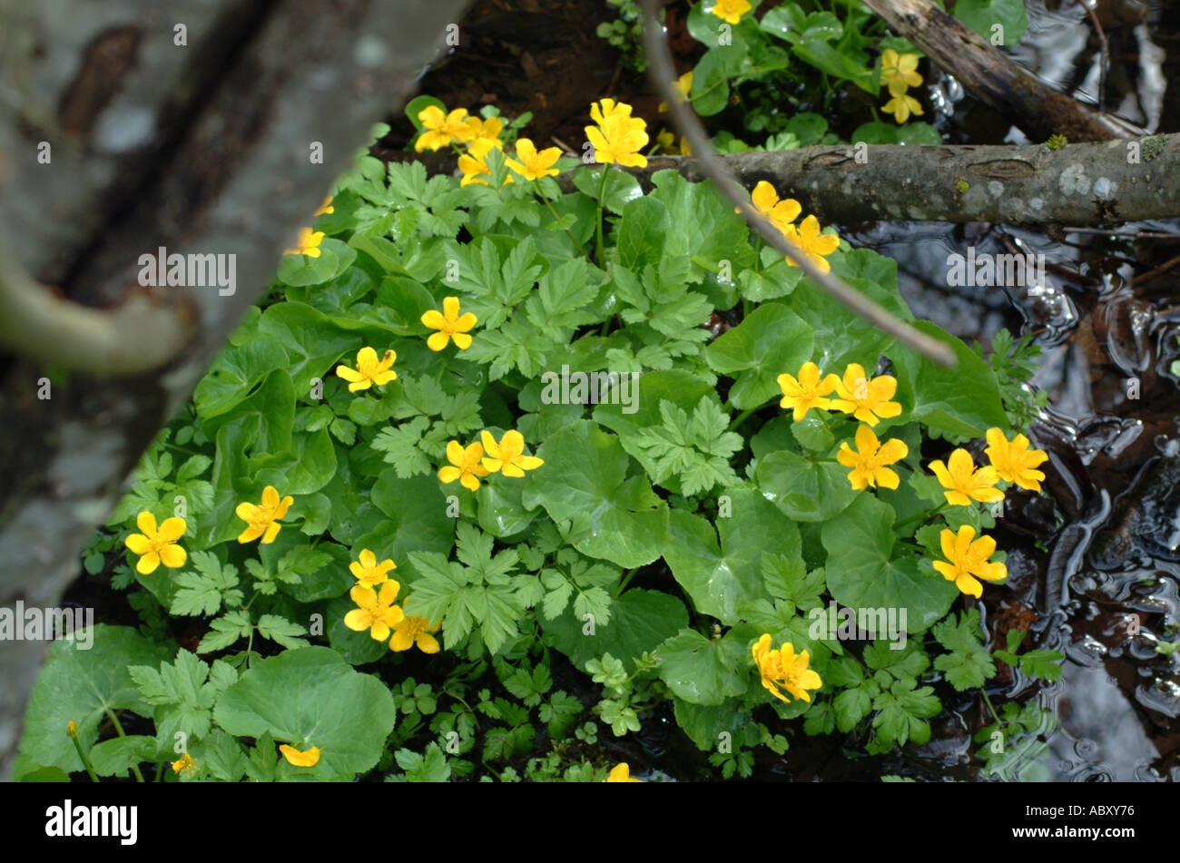 Fresh green vegetation in spring season time on Tarcau River Valley ...