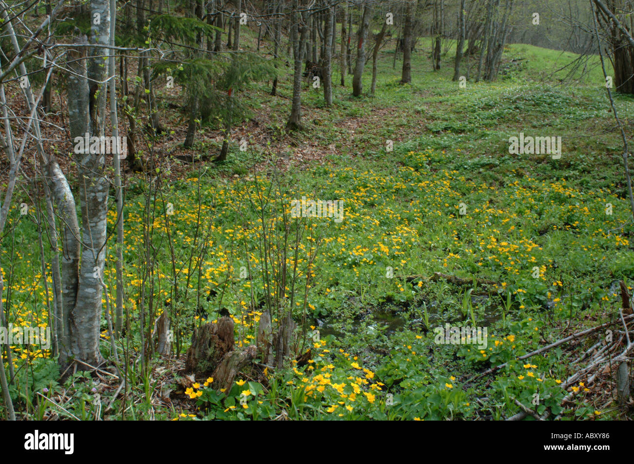 Fresh green vegetation in spring season time on Tarcau River Valley ...