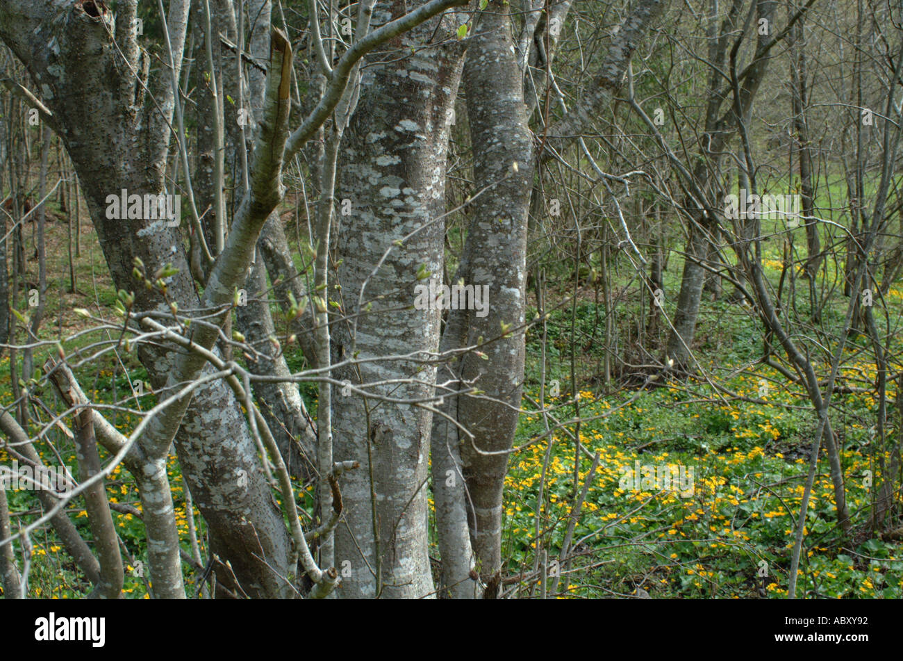 Fresh green vegetation in spring season time on Tarcau River Valley ...