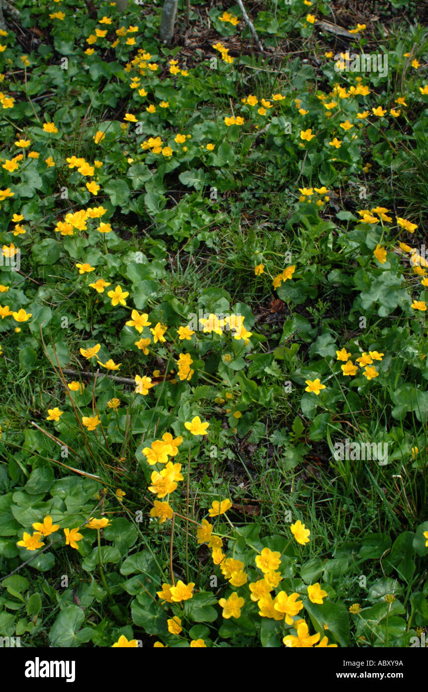 Fresh green vegetation in spring season time on Tarcau River Valley ...