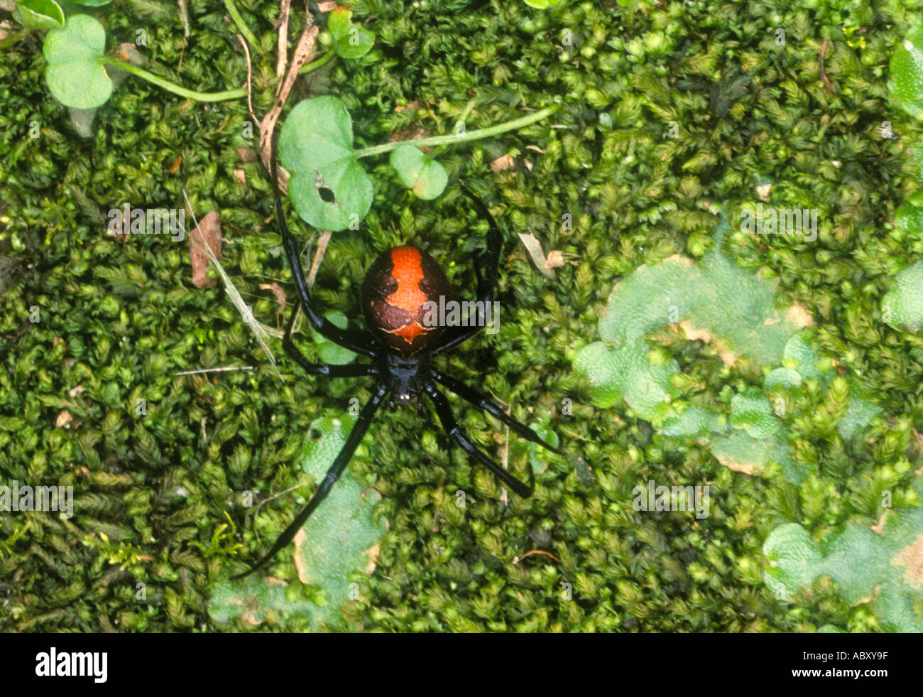 Female australian redback spider High Resolution Stock Photography and ...