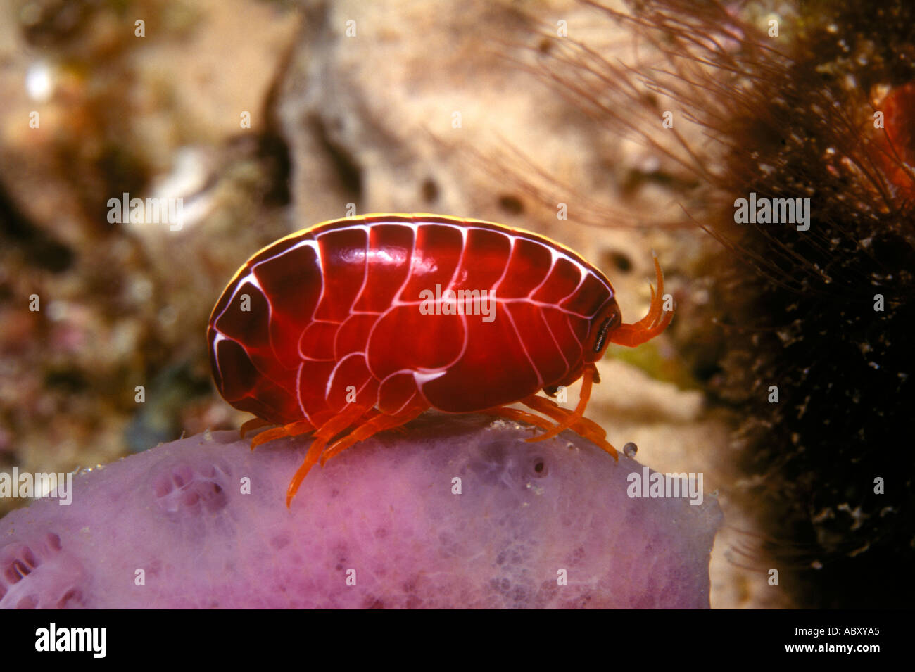 Gammarid Amphipod, Amaryllis philatelica, commonly called a Red Sea ...