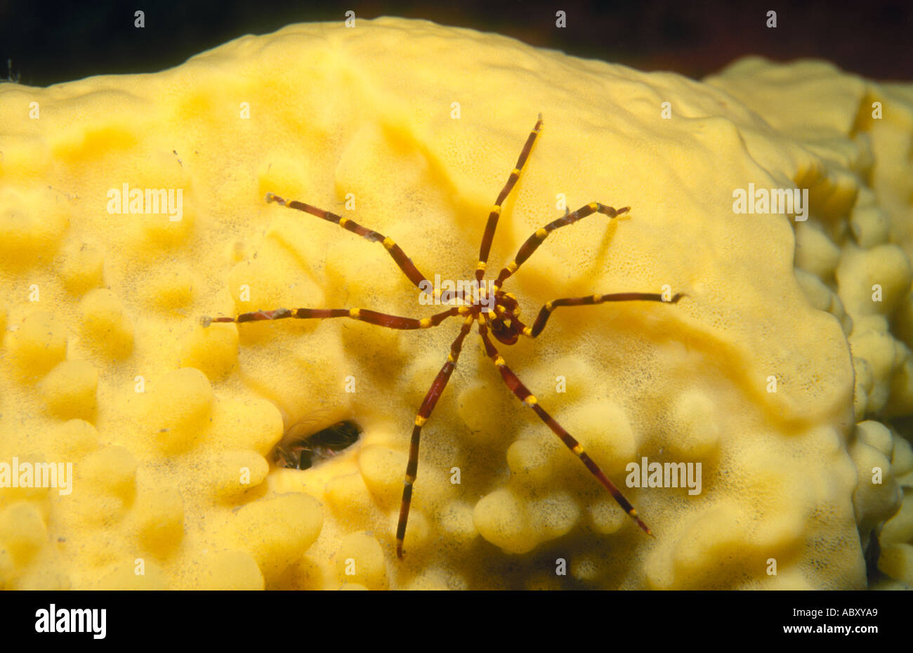 Pycnogonida High Resolution Stock Photography and Images - Alamy