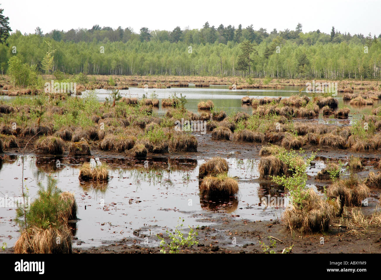 Marsh in Nadbuzanski Landscape Park also called The Bug River Valley ...