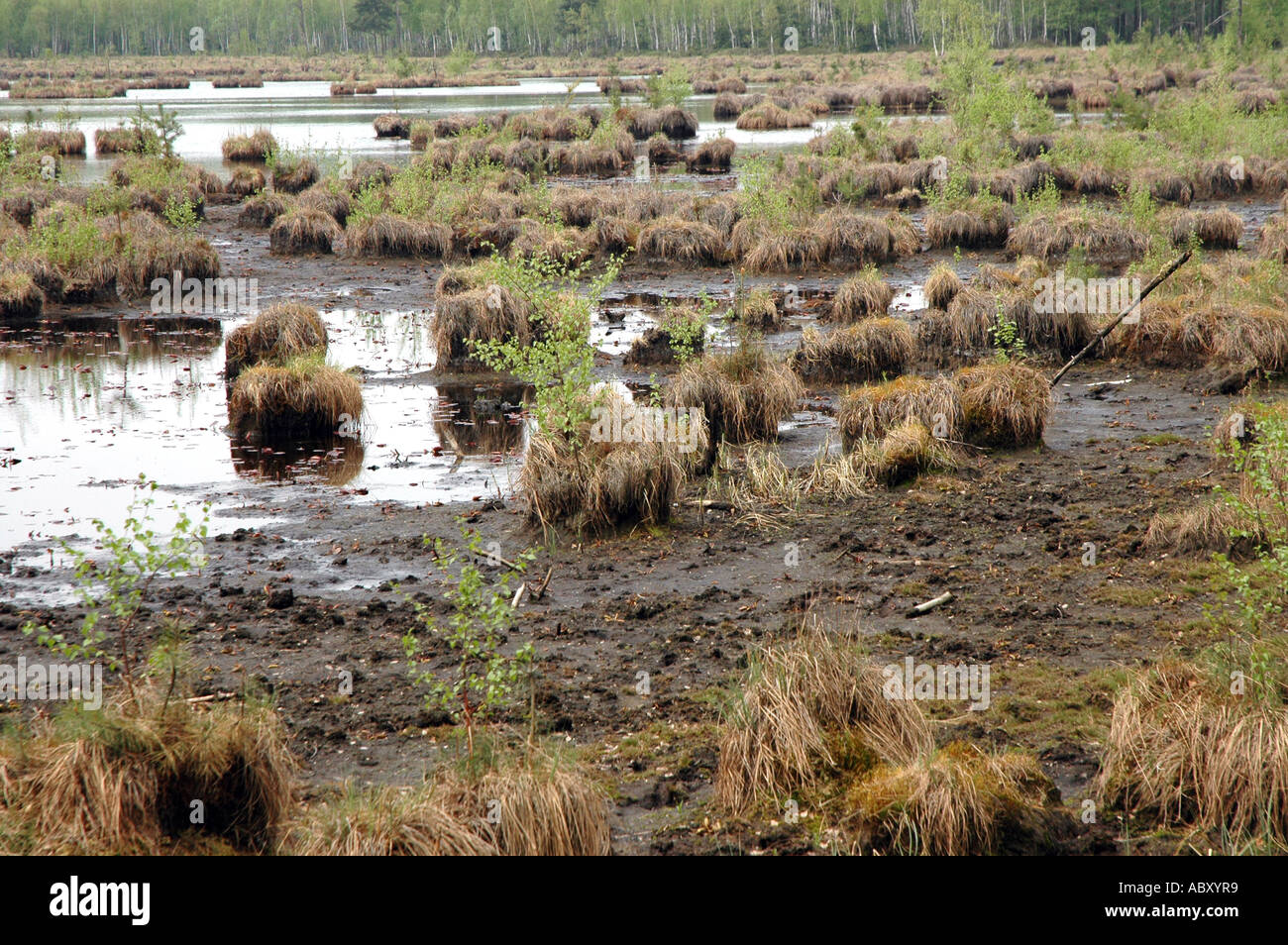 Marsh in Nadbuzanski Landscape Park also called The Bug River Valley ...