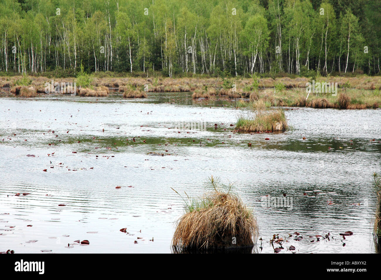 Marsh in Nadbuzanski Landscape Park also called The Bug River Valley ...