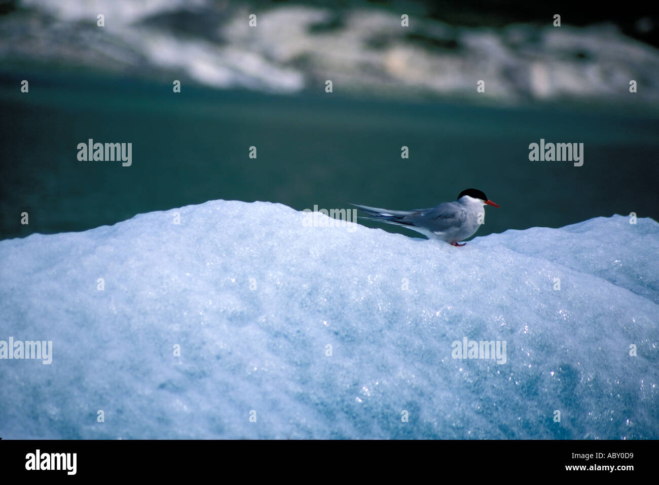 Arctic Tern on an iceberg in Southeastern Alaska AK Stock Photo - Alamy
