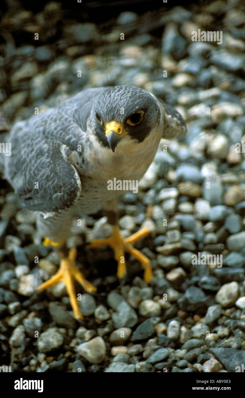 Alaska raptor center sitka hi-res stock photography and images - Alamy