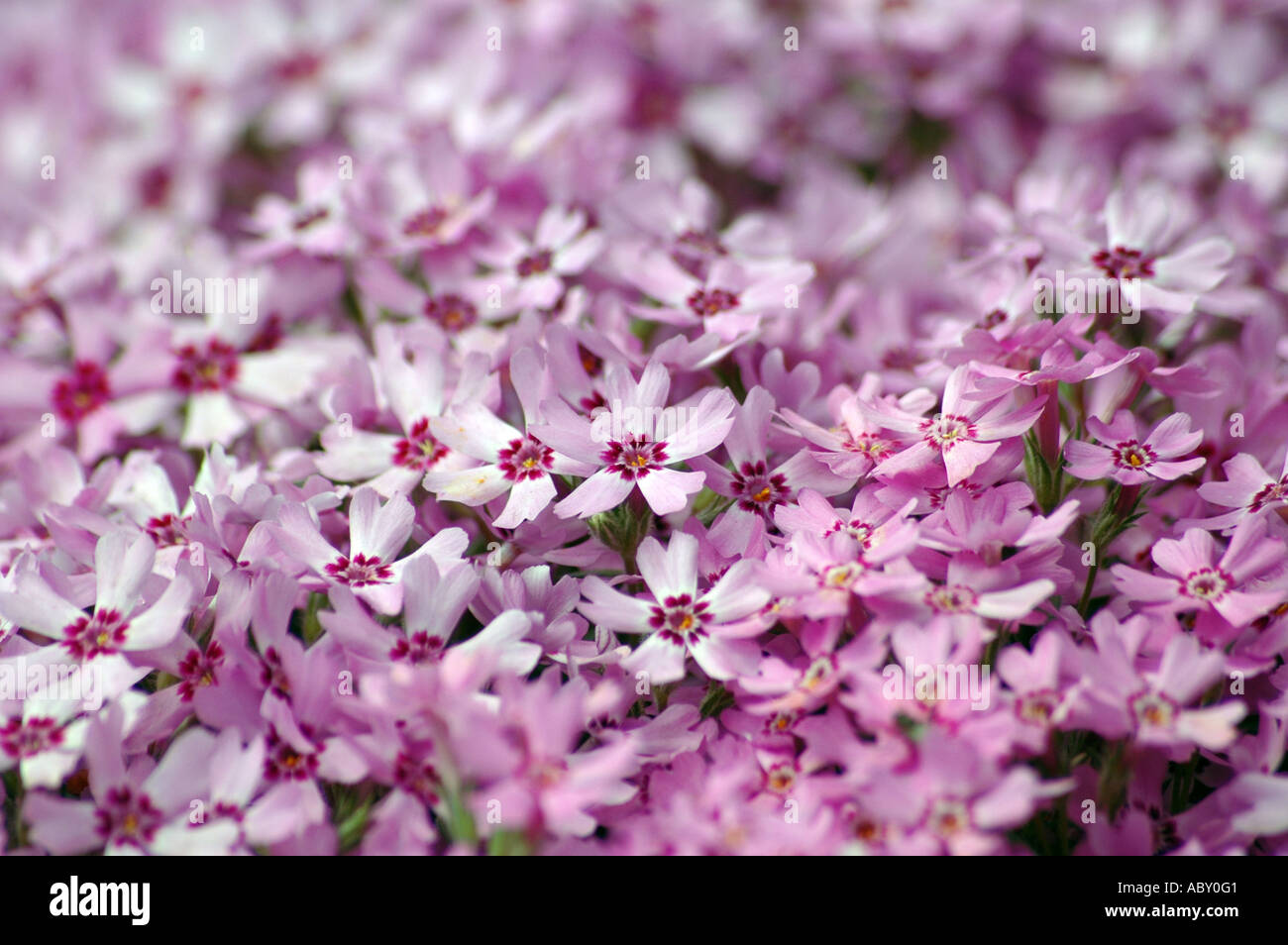Moss pink Phlox subulata flowers also called Thrift or Creeping Phlox ...