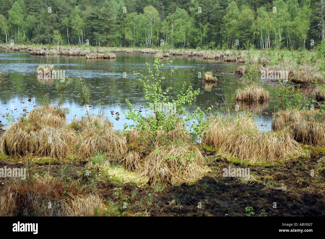 Marsh in Nadbuzanski Landscape Park also called The Bug River Valley ...