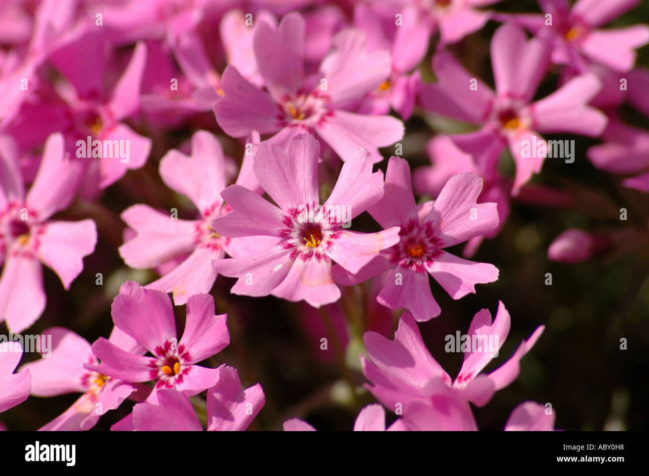 Moss pink Phlox subulata flowers also called Thrift or Creeping Phlox ...