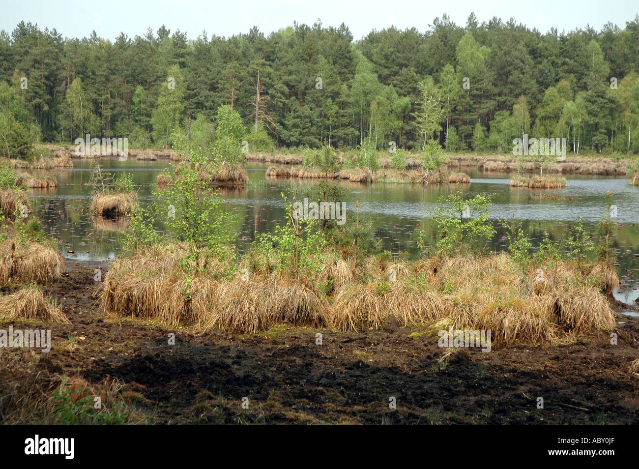 Marsh in Nadbuzanski Landscape Park also called The Bug River Valley ...