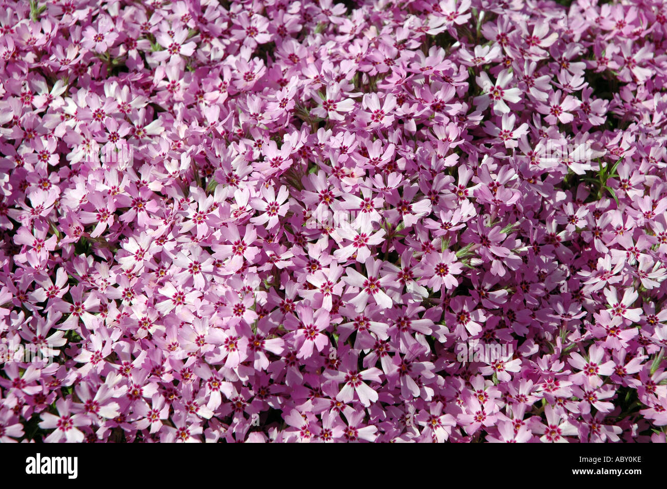 Moss pink Phlox subulata flowers also called Thrift or Creeping Phlox ...