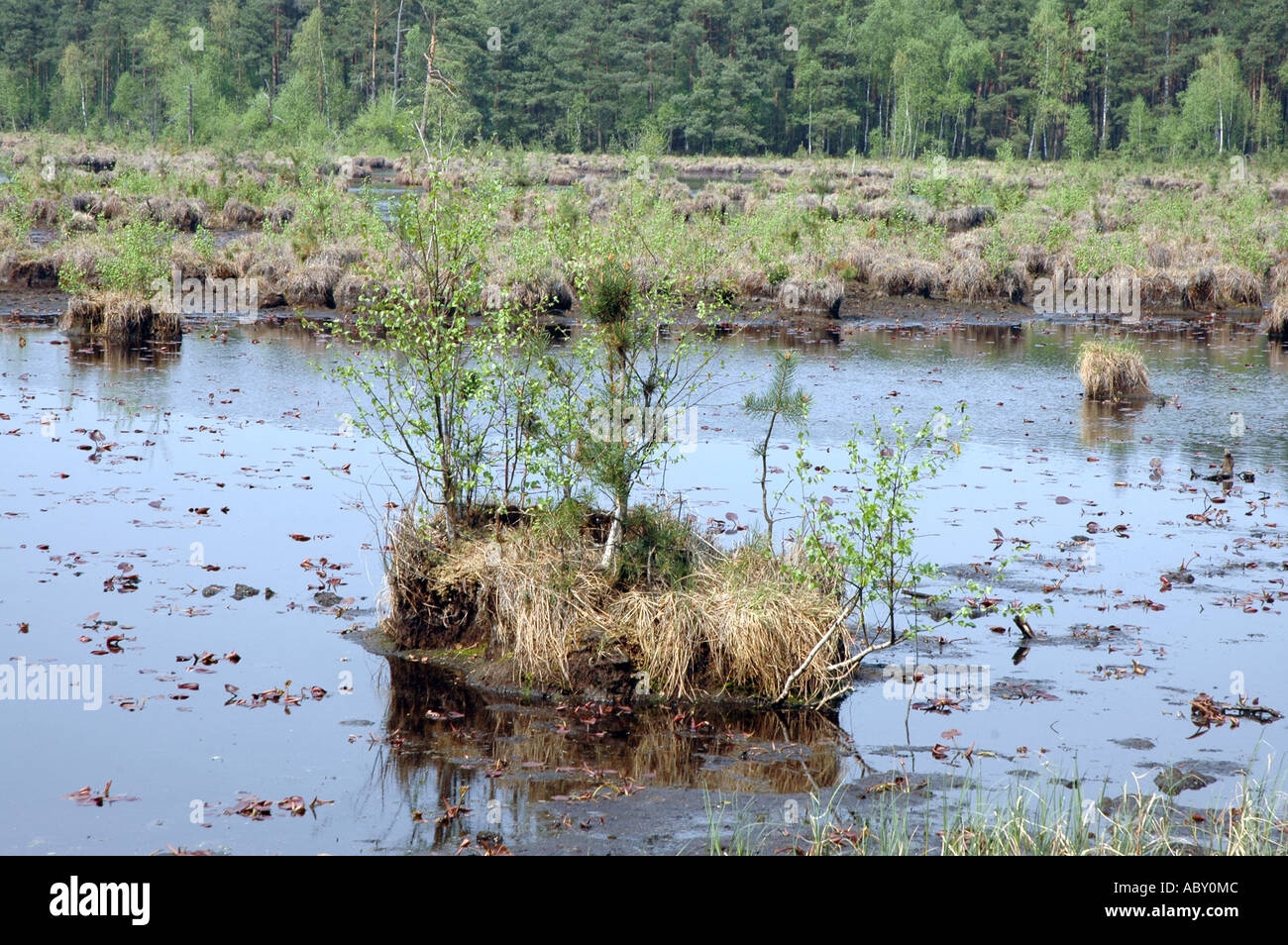 Marsh in Nadbuzanski Landscape Park also called The Bug River Valley ...