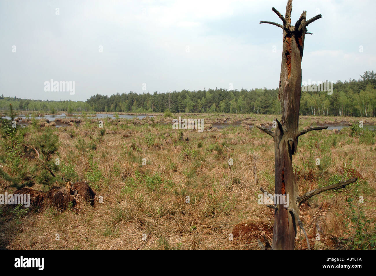 Marsh in Nadbuzanski Landscape Park also called The Bug River Valley ...