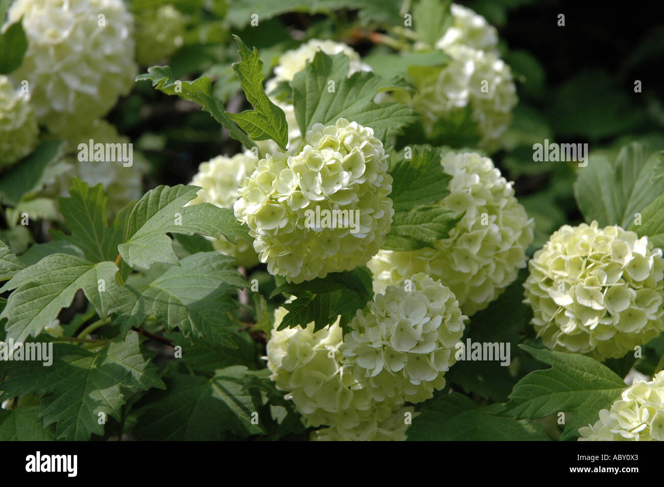 Common snowball Viburnum opulus also called European snowball or ...
