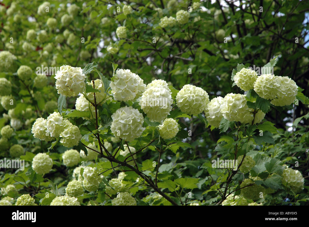 Common snowball Viburnum opulus also called European snowball or ...