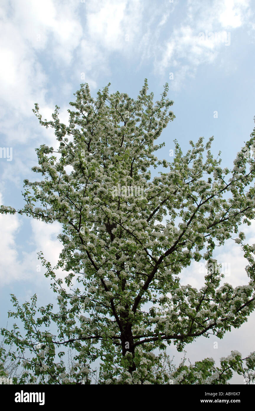 Pear treetop hi-res stock photography and images - Alamy