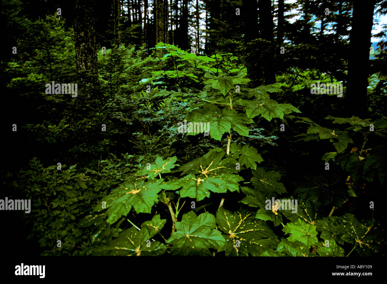 Rainforest in Douglas Alaska AK near Juneau Stock Photo - Alamy