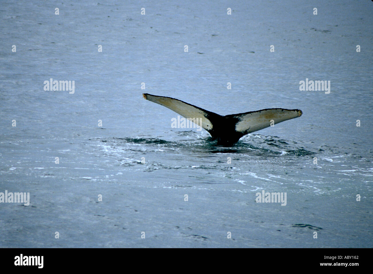 Fluke tail of a Humpback Whale AK Stock Photo - Alamy