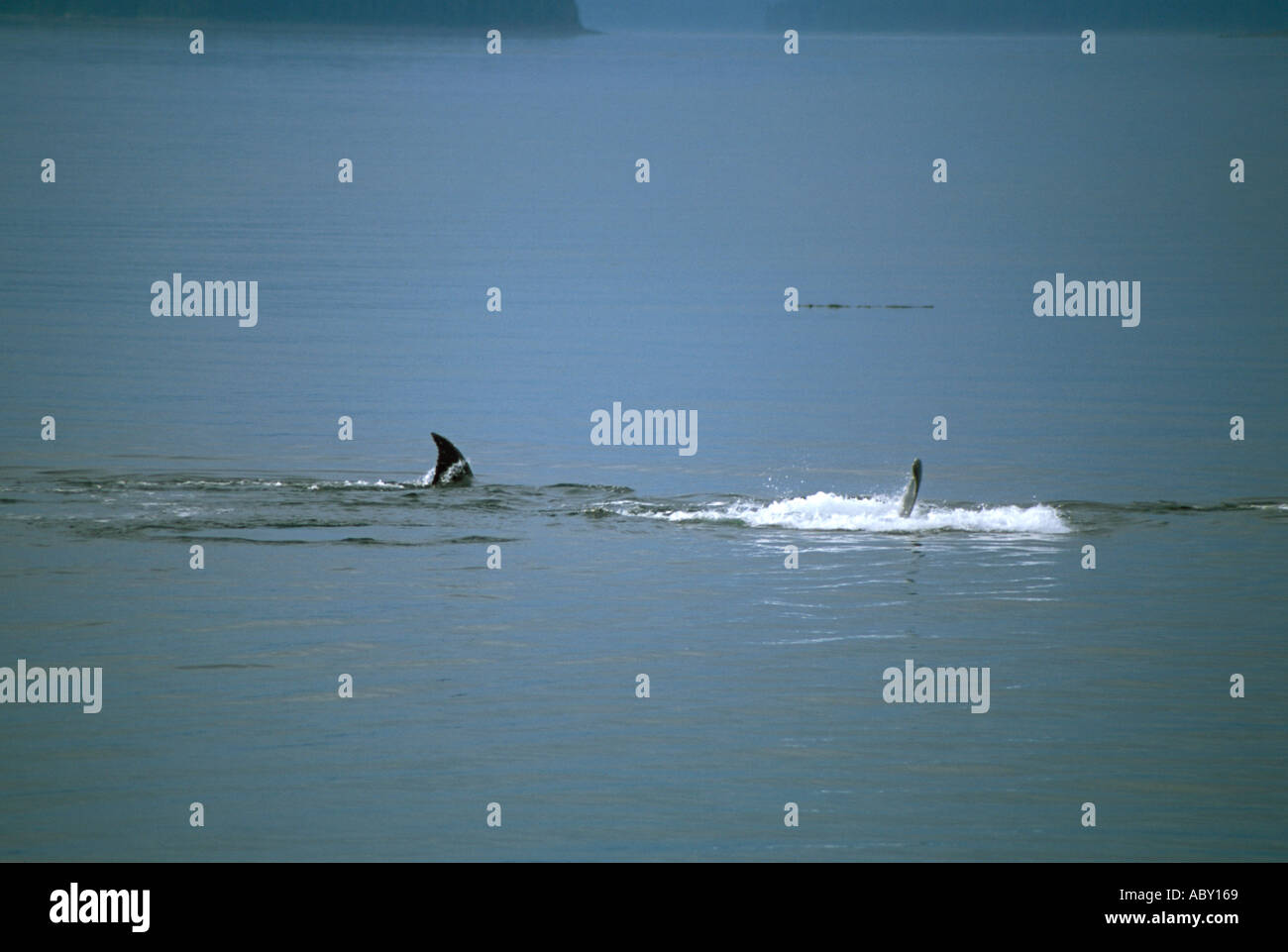 Killer Orca whales Alaska AK Stock Photo - Alamy