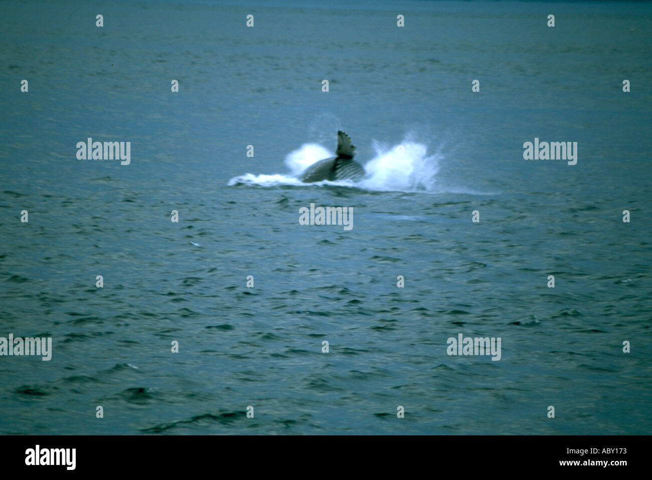 Splash from breaching and throwing itself humpback whale Alaska AK ...