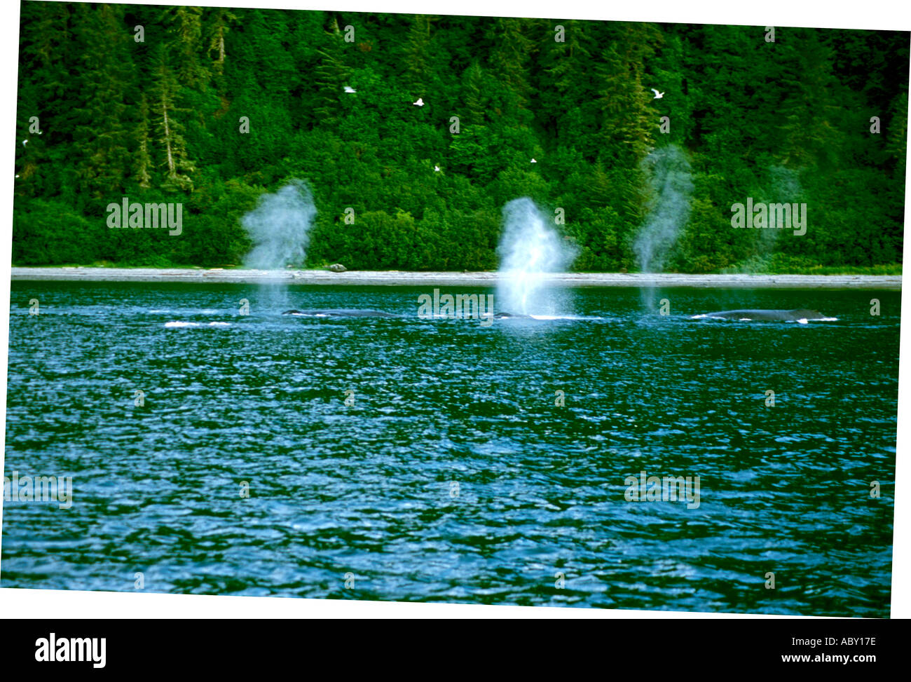 Six humpback whales in a row four blowing Point Adolpusus Glacier Bay ...