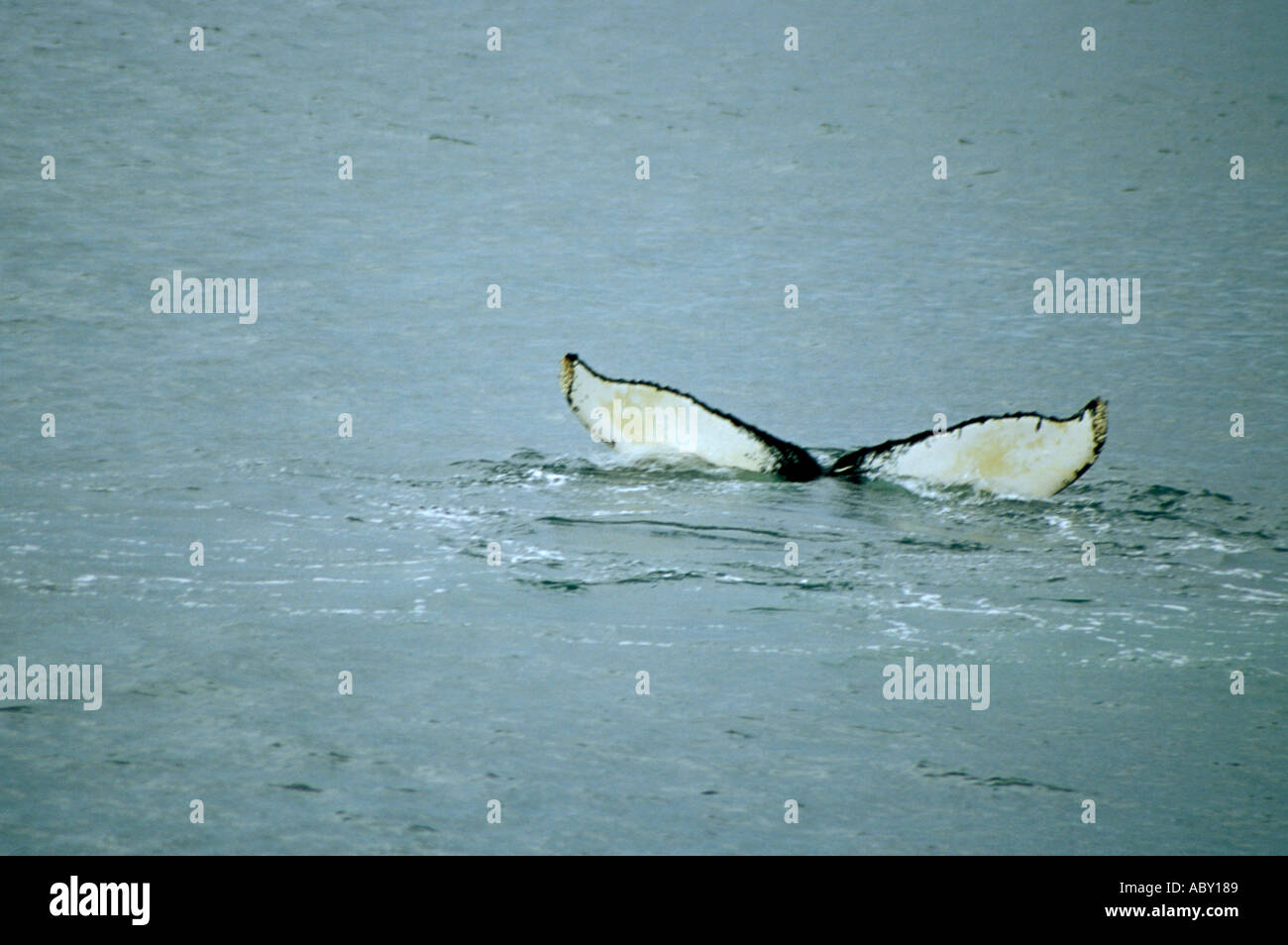 Fluke tail of a Humpback Whale AK Alaska Stock Photo - Alamy