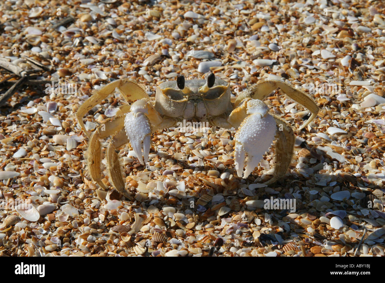 Ocypode quadrata hi-res stock photography and images - Alamy