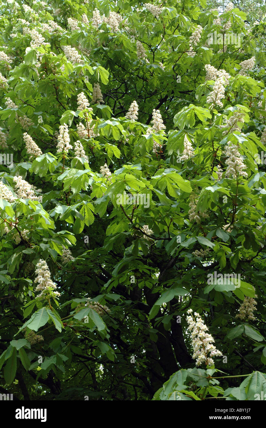 Chestnuttree hi-res stock photography and images - Alamy