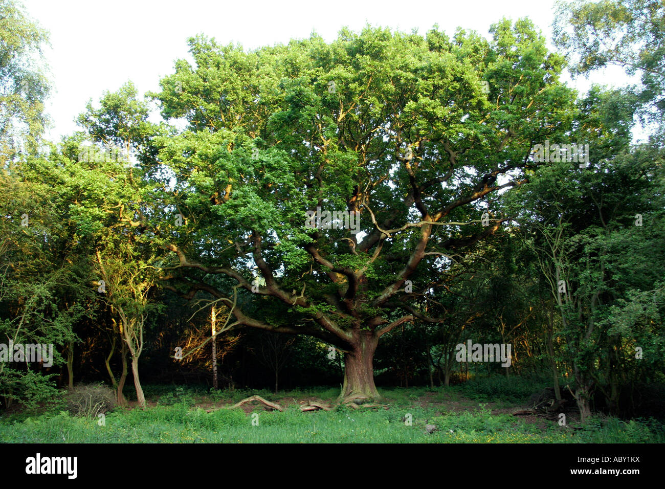 Old Oak Tree Stock Photo - Alamy
