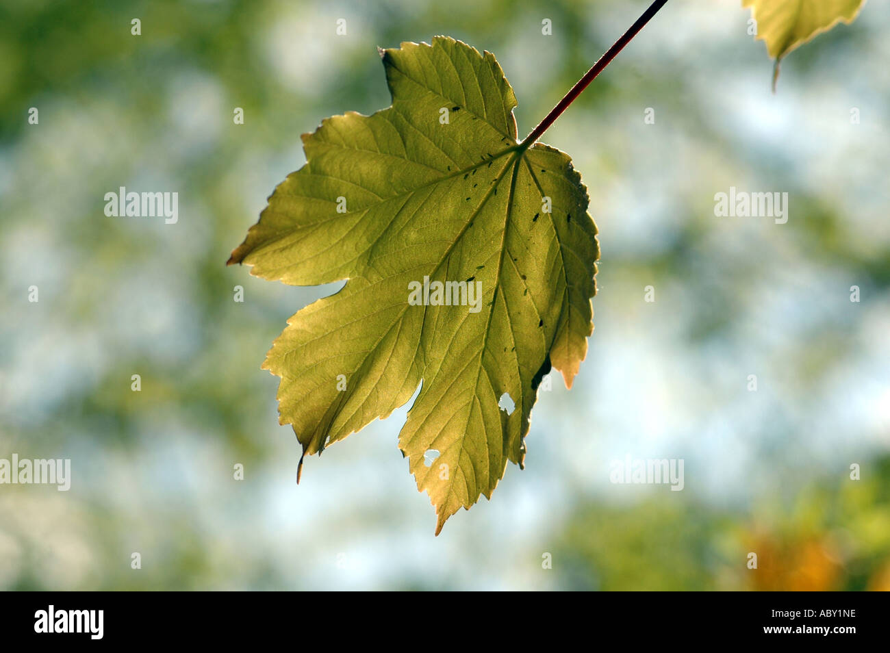 Purpleleaf Sycamore Maple Acer pseudoplatanus purpureum Stock Photo - Alamy