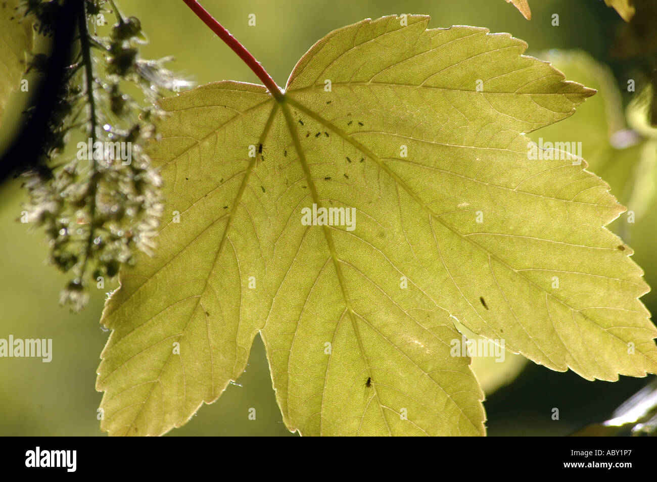 Purpleleaf hi-res stock photography and images - Alamy