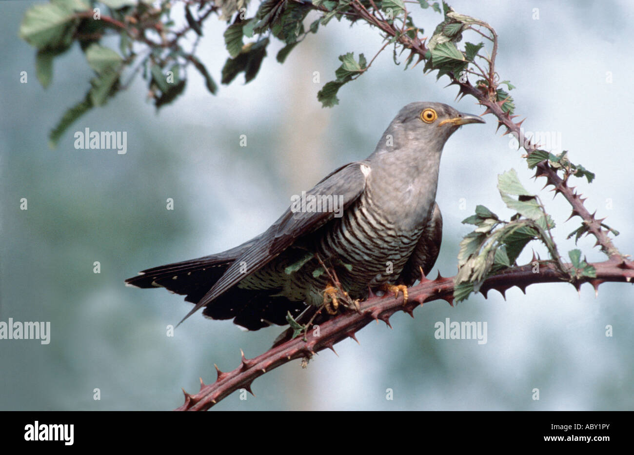 Coucou gris Cuculus canorus Stock Photo - Alamy