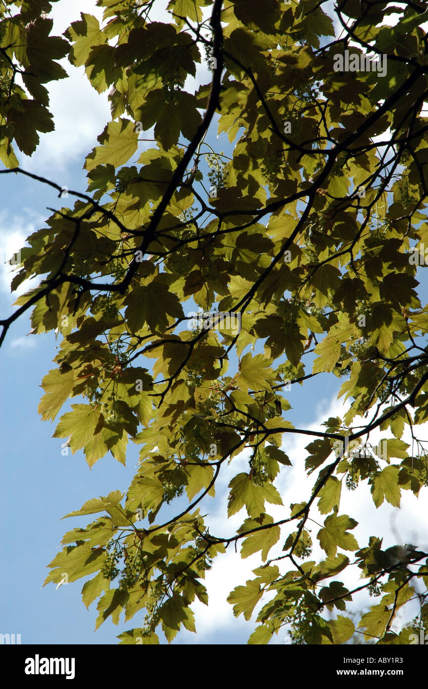 Purpleleaf Sycamore Maple Acer pseudoplatanus purpureum Stock Photo - Alamy
