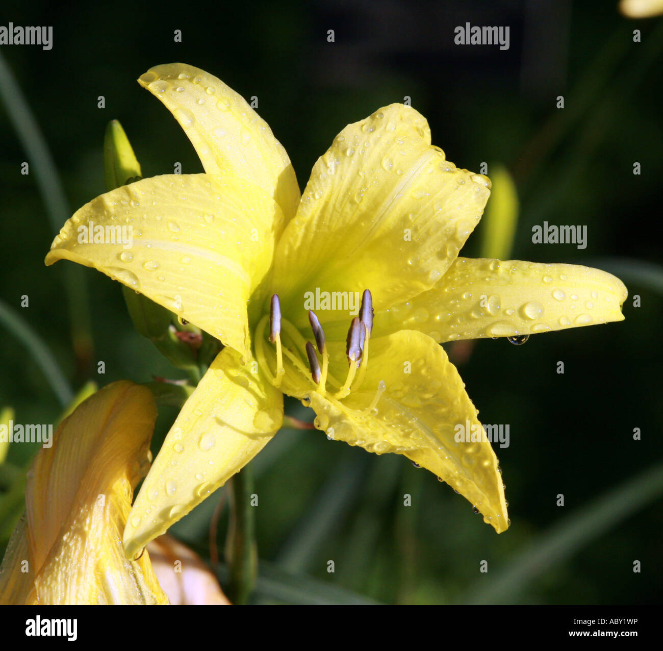 Lemon day lily Stock Photo - Alamy