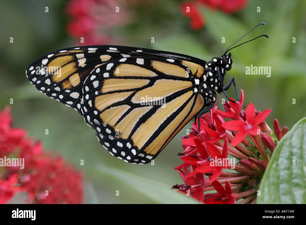 Monarch butterfly profile view Stock Photo - Alamy