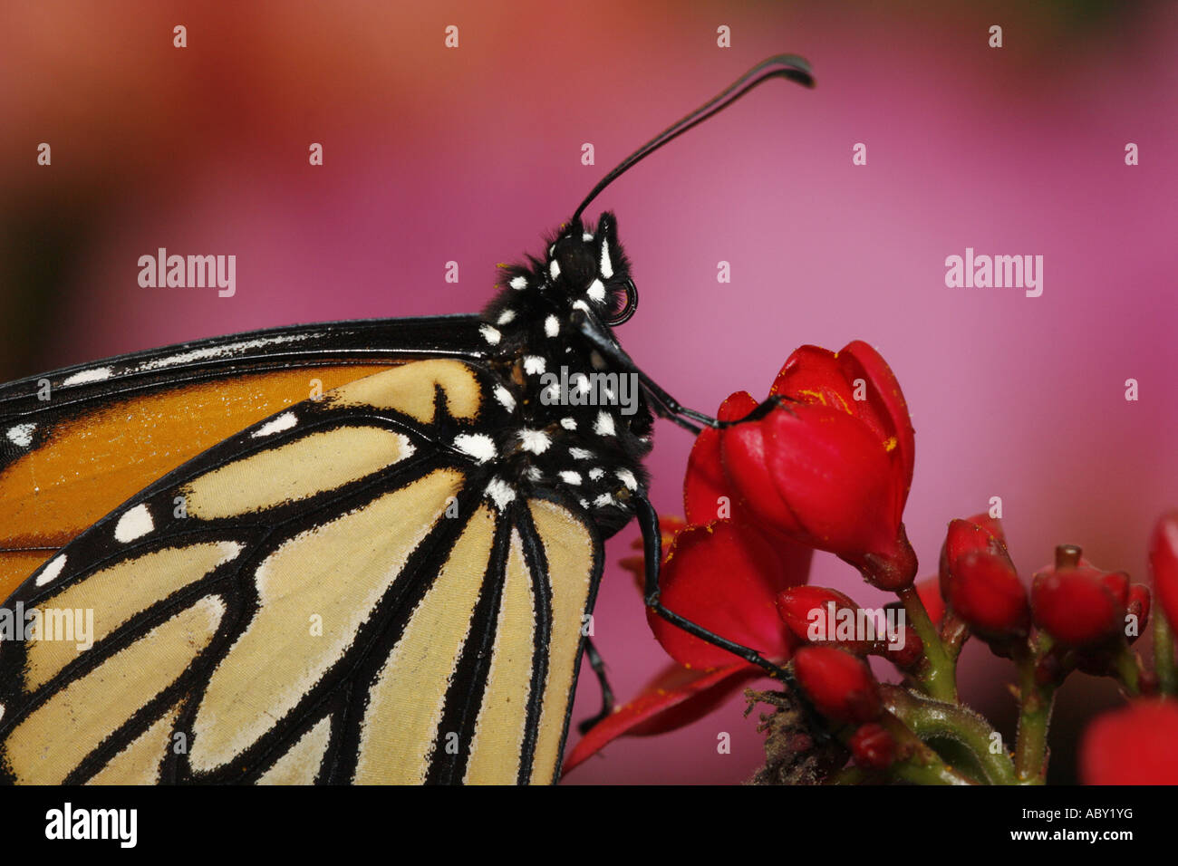 Monarch butterfly portrait Stock Photo - Alamy