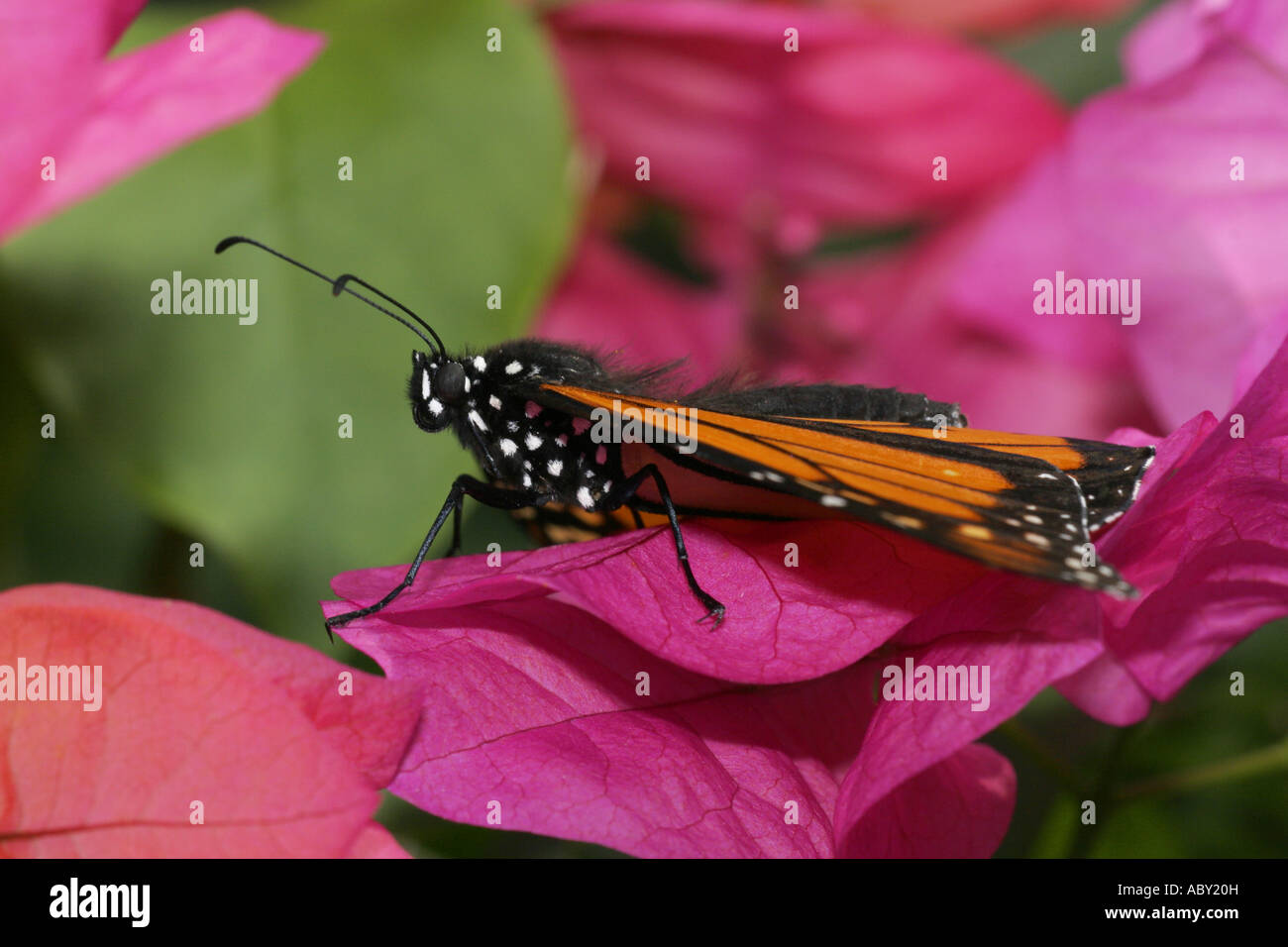 Monarch butterfly eye level view on bouganvilea Stock Photo - Alamy