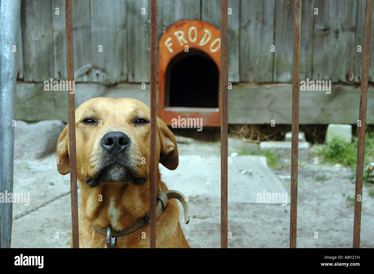 Half breed dog portrait hi-res stock photography and images - Alamy
