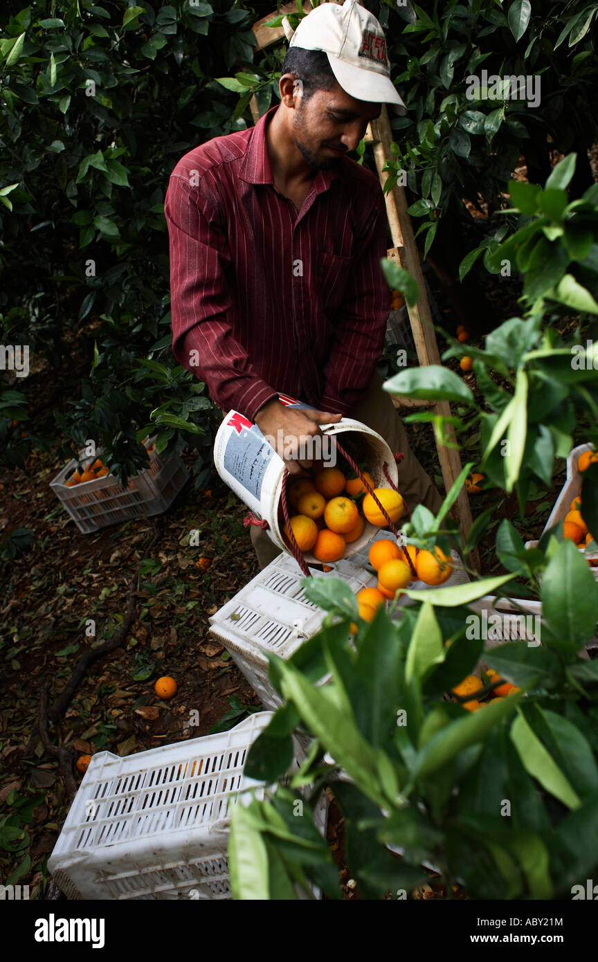 Oranges in South Lebanon Stock Photo - Alamy
